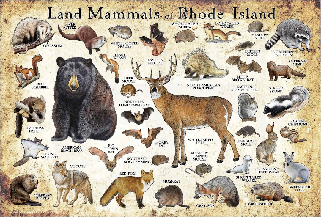 Land Mammals of Rhode Island Poster Print / Rhode Island Mammals Field ...