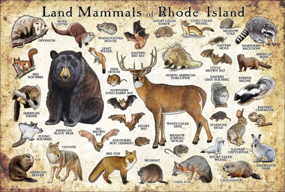 Land Mammals