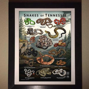 Snakes of Tennessee Poster Print/field Guide - SIGNED BY ARTIST! - Etsy