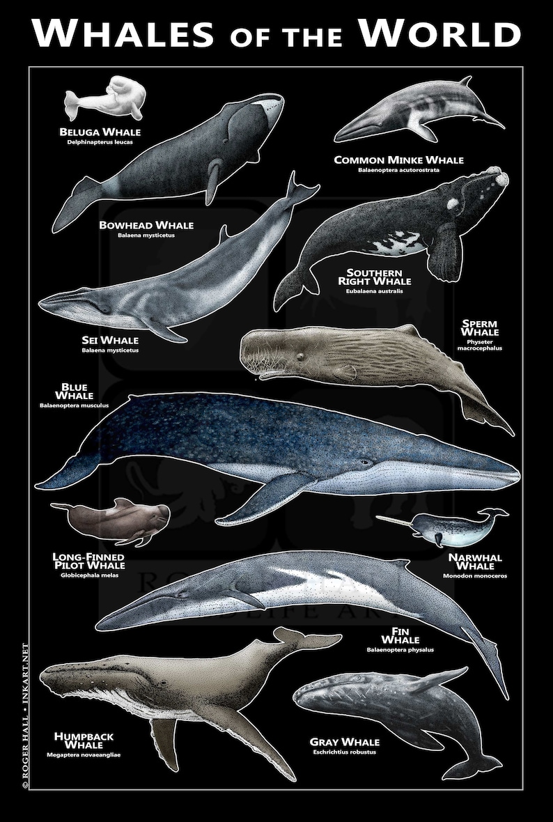 Whales of the World Poster/field Guide - Etsy