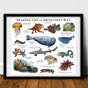 Marine Animals of Monterey Bay Poster Print - SIGNED BY ARTIST! - Etsy