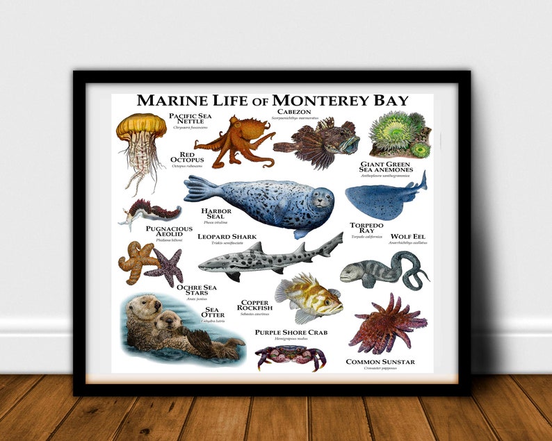 Marine Animals of Monterey Bay Poster Print - SIGNED BY ARTIST! - Etsy