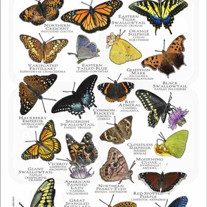 Butterflies of Ohio Poster Print/field Guide - SIGNED BY ARTIST! - Etsy