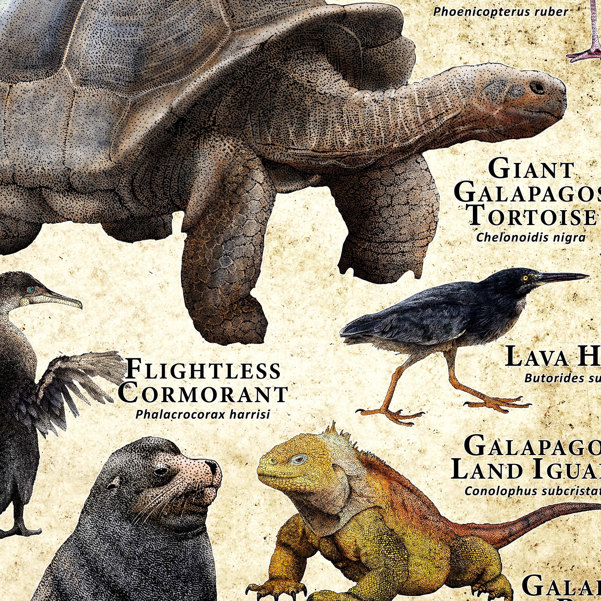 Animals of the Galapagos Islands Poster Print - SIGNED BY ARTIST! - Etsy