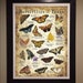 Butterflies of Texas Poster Print Field Guide - Etsy