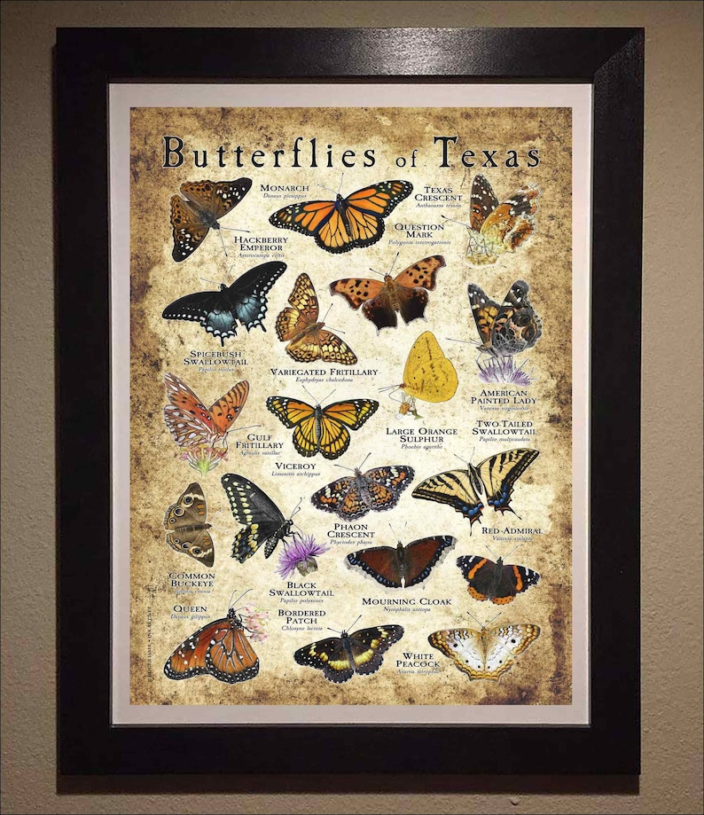 Butterflies of Texas Poster Print/field Guide - SIGNED BY ARTIST! - Etsy