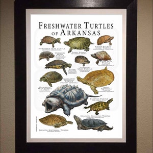 Freshwater Turtles of Arkansas Poster Print/field Guide - SIGNED BY ...