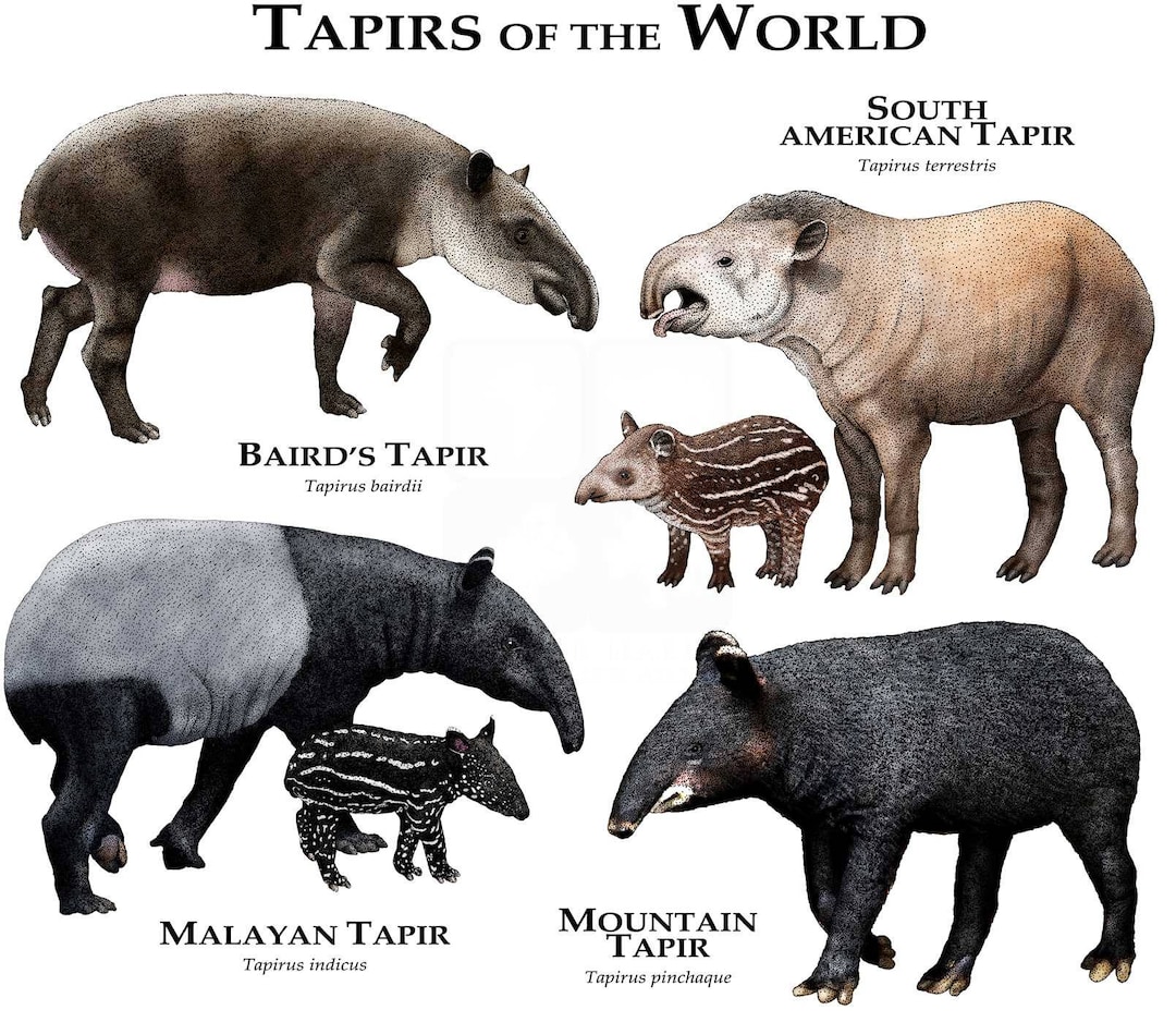 Mountain Tapir