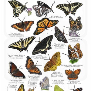Butterflies of Oregon Poster Print - Field Guide - Etsy