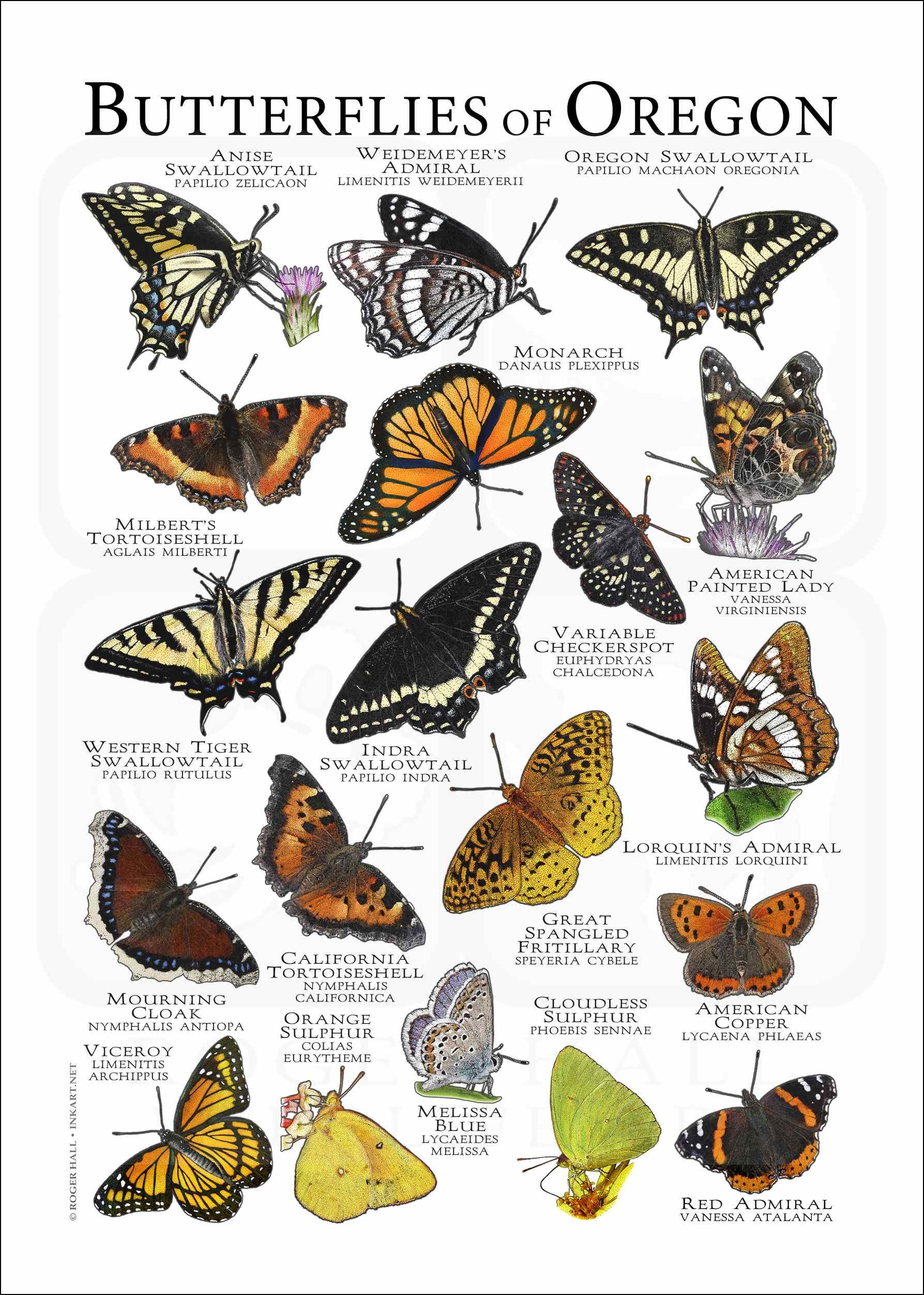 Yellow And Black Butterflies In Oregon