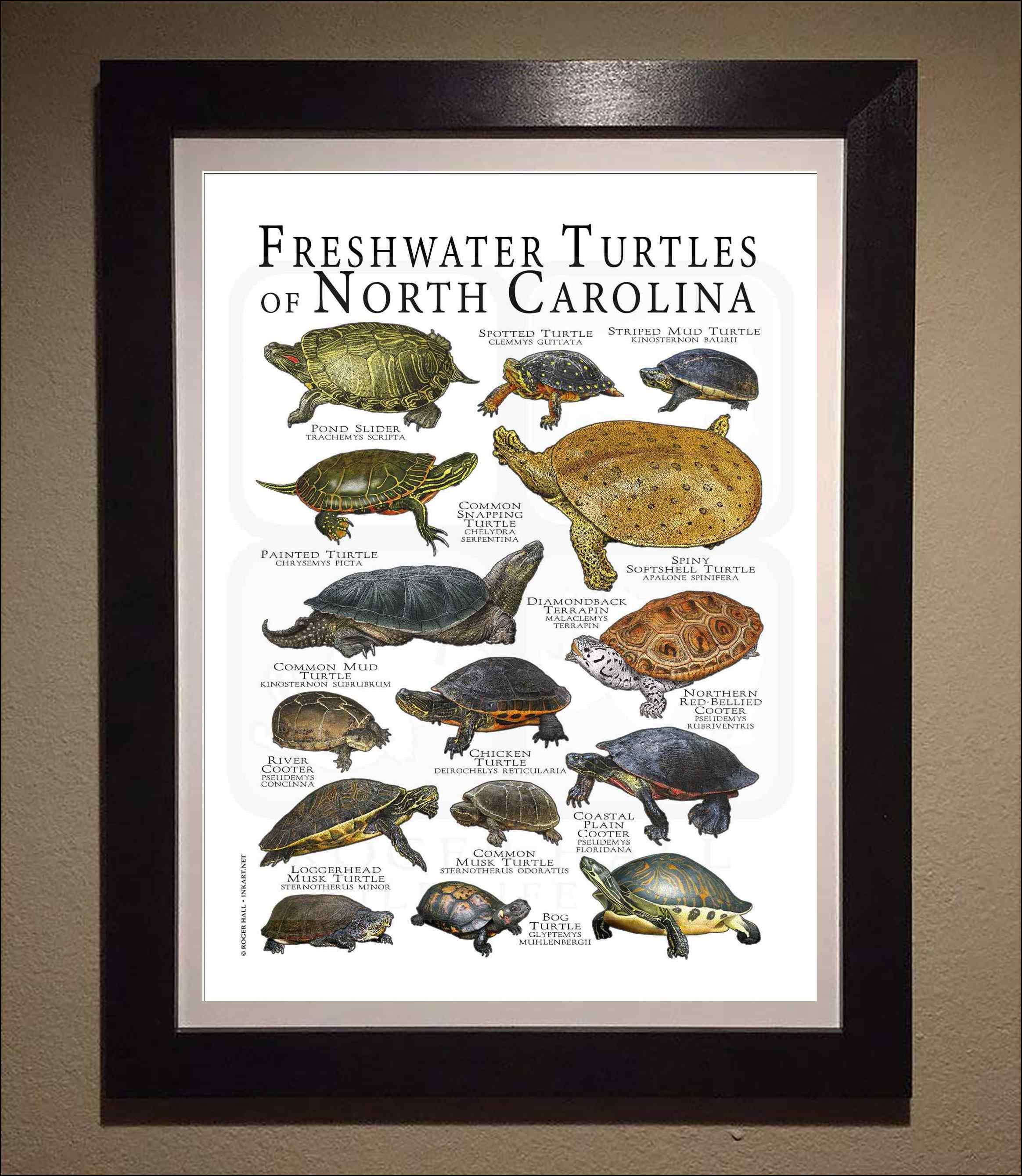 Freshwater Turtles of North Carolina Poster Print /field Guide - SIGNED ...