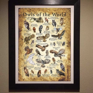 Owls of the World Poster Print - SIGNED BY ARTIST! - Etsy