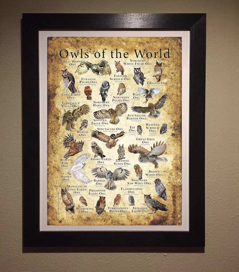 Owls of the World Poster Print - SIGNED BY ARTIST! - Etsy