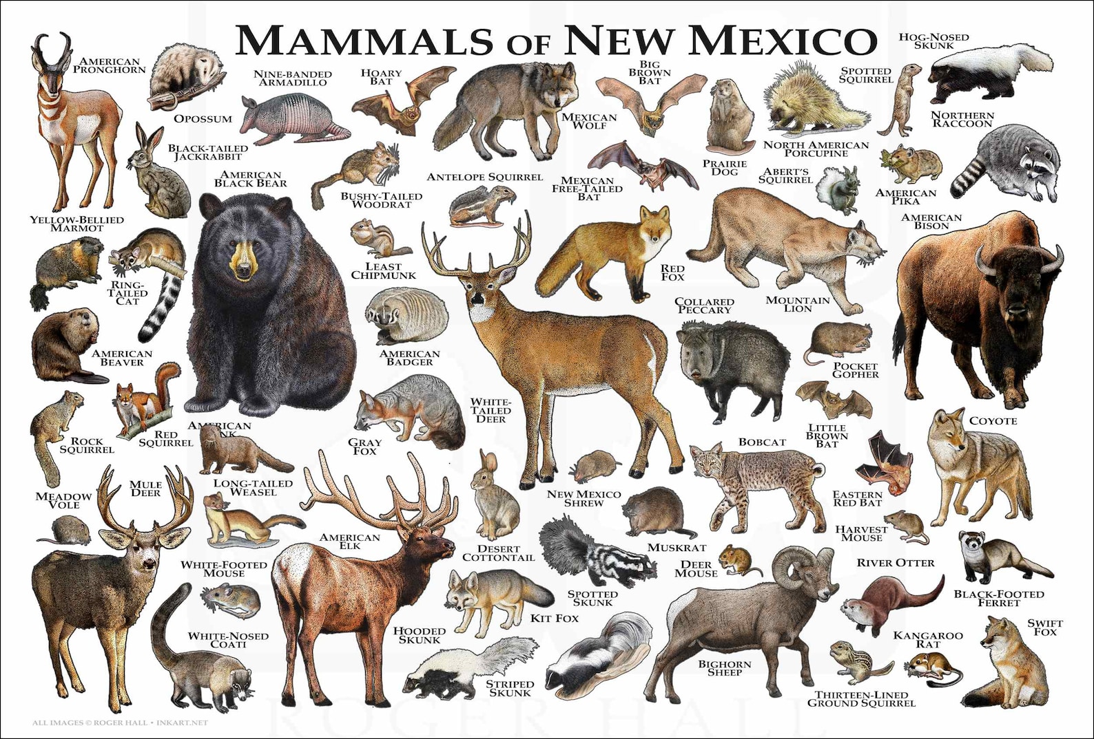 Mammals of New Mexico Poster Print / New Mexico Mammals Field | Etsy