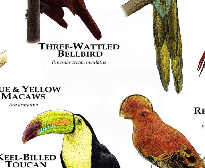 Tropical Birds of Central and South America Poster Print | Etsy
