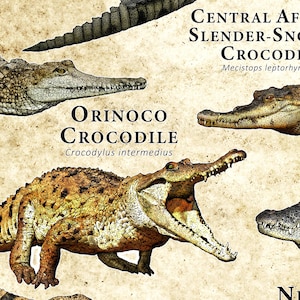 Crocodiles of the World Poster Print - SIGNED BY ARTIST! - Etsy