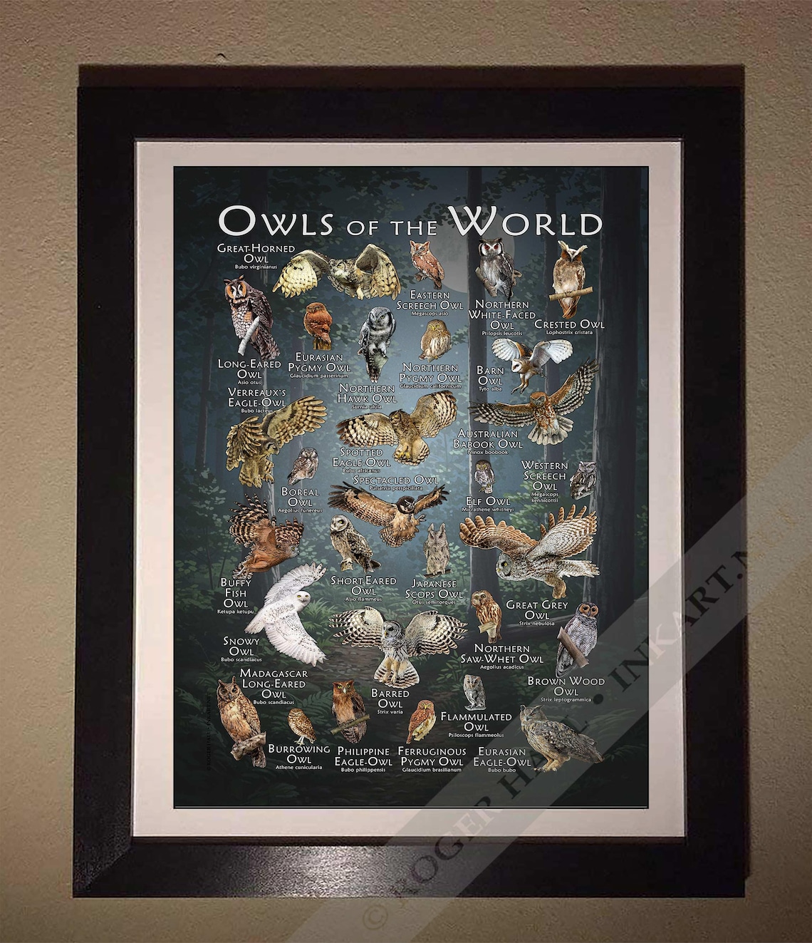Owls of the World Poster Print - SIGNED BY ARTIST! - Etsy