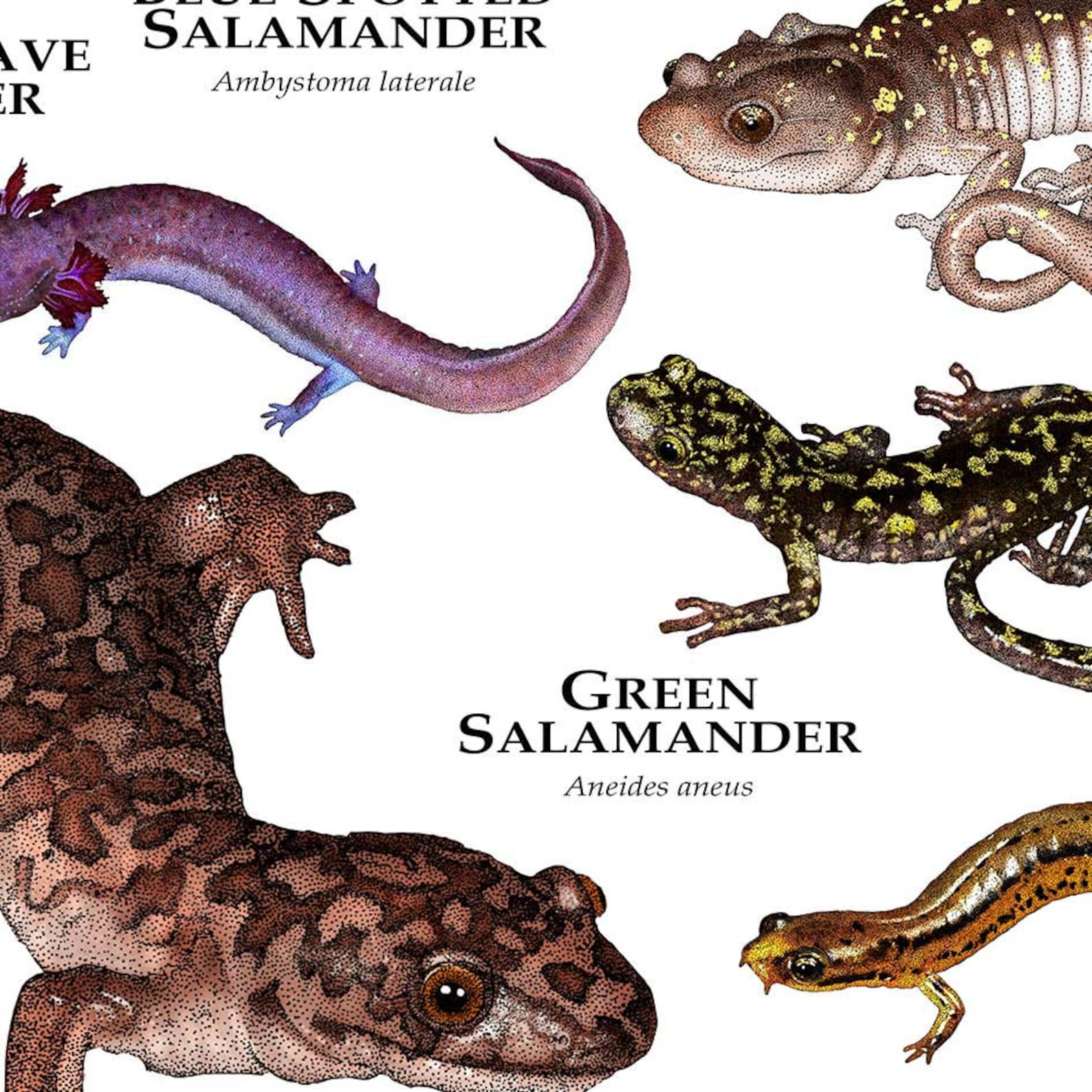 Salamanders of North America Poster Print - Etsy