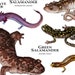 Salamanders of North America Poster Print - Etsy