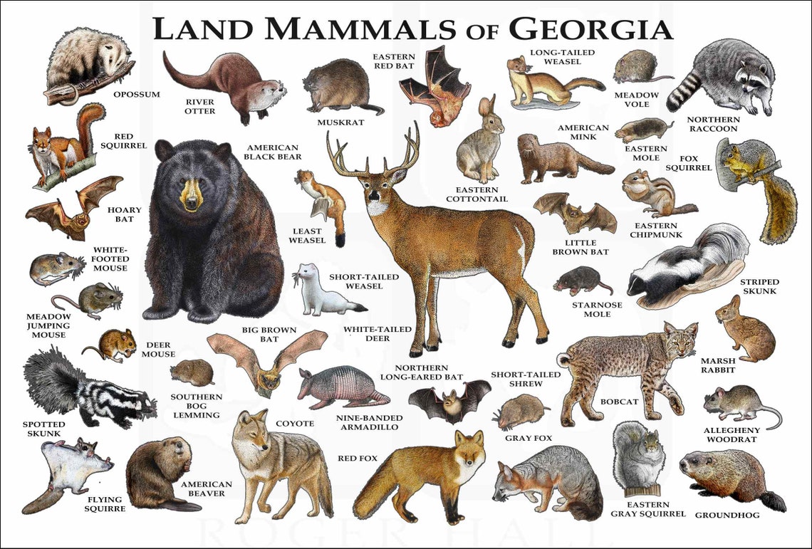 Mammals of Georgia Poster Print / Georgia Mammals Field Guide - Etsy
