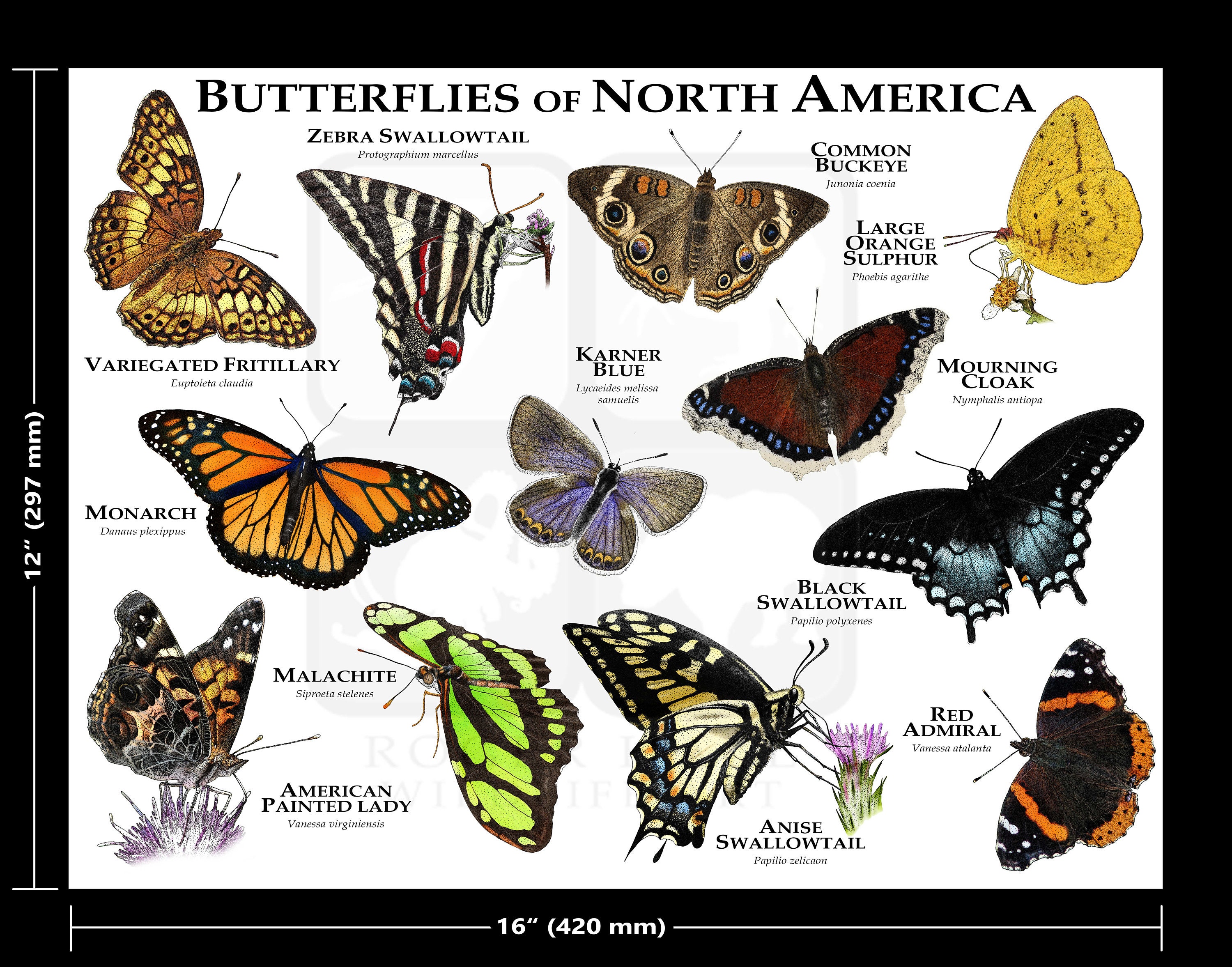 Butterflies of North America Poster Print | Etsy