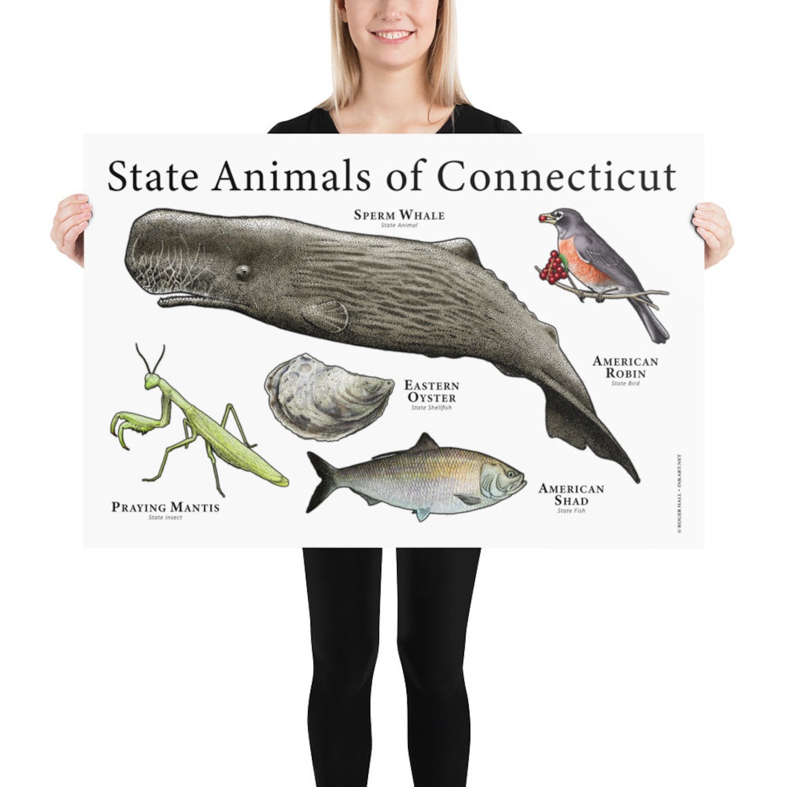 Connecticut State Animals Poster Print | Etsy