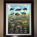 Freshwater Turtles of the Midwest Art Print / Field Guide - Etsy