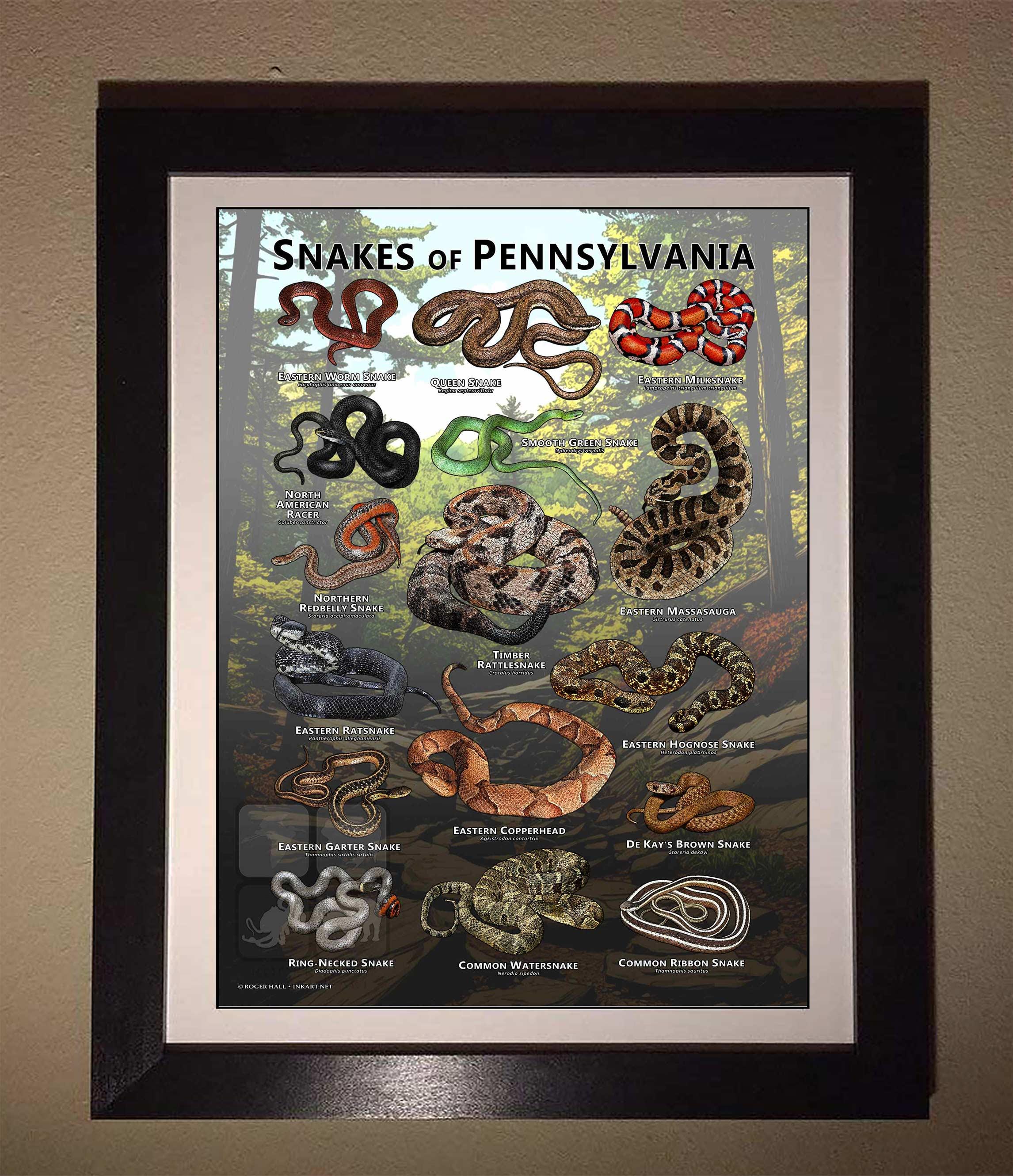 Snakes of Pennsylvania Poster Print/field Guide - SIGNED BY ARTIST! - Etsy