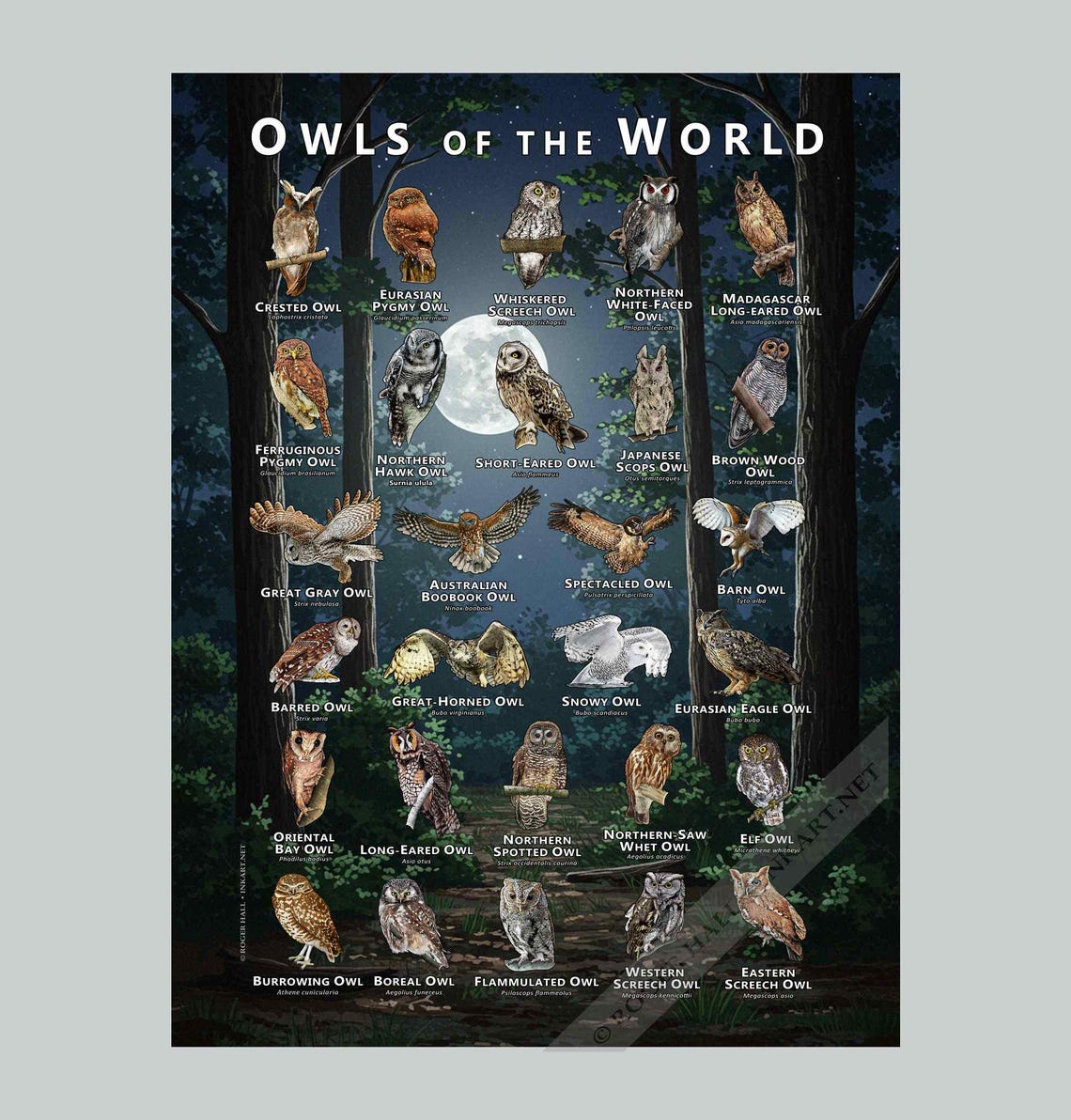 Owls of the World Art Print / Field Guide - SIGNED BY ARTIST - Etsy