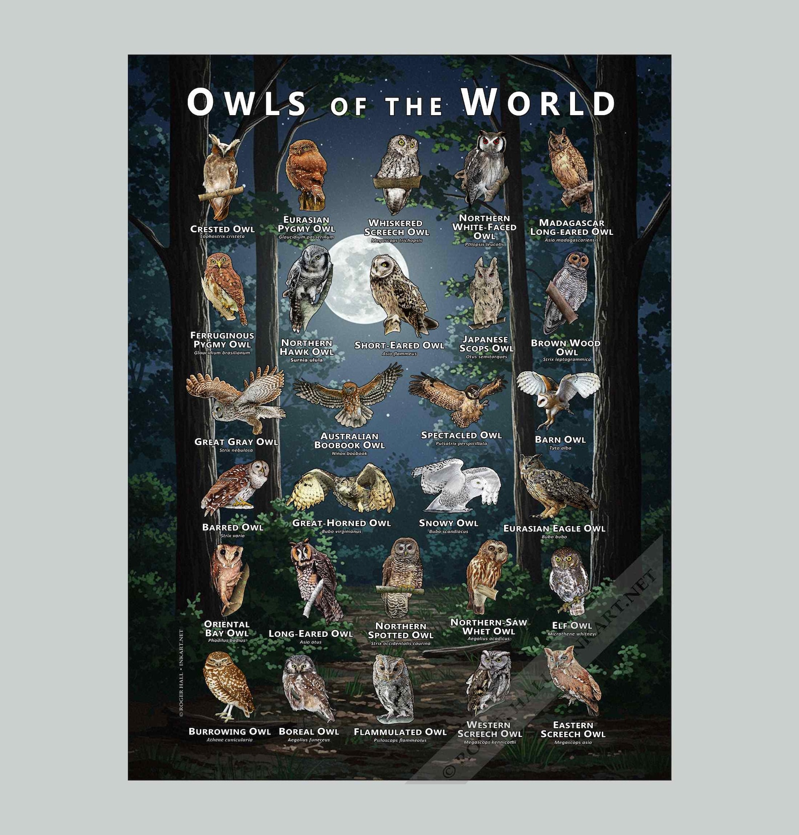 Owls of the World Art Print / Field Guide - SIGNED BY ARTIST - Etsy