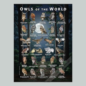 Owls of the World Art Print / Field Guide - SIGNED BY ARTIST - Etsy