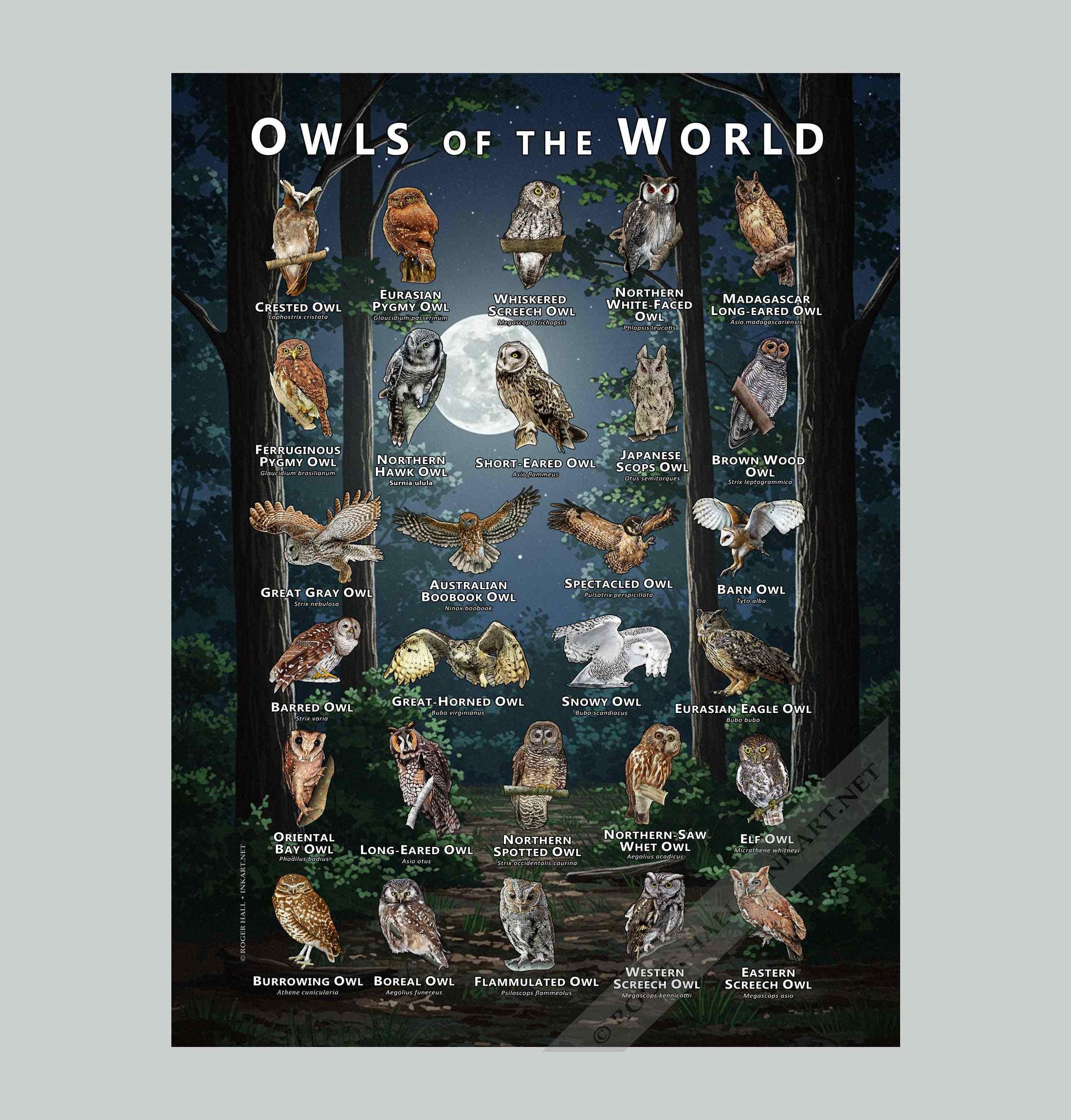 Owls of the World Art Print / Field Guide - SIGNED BY ARTIST - Etsy