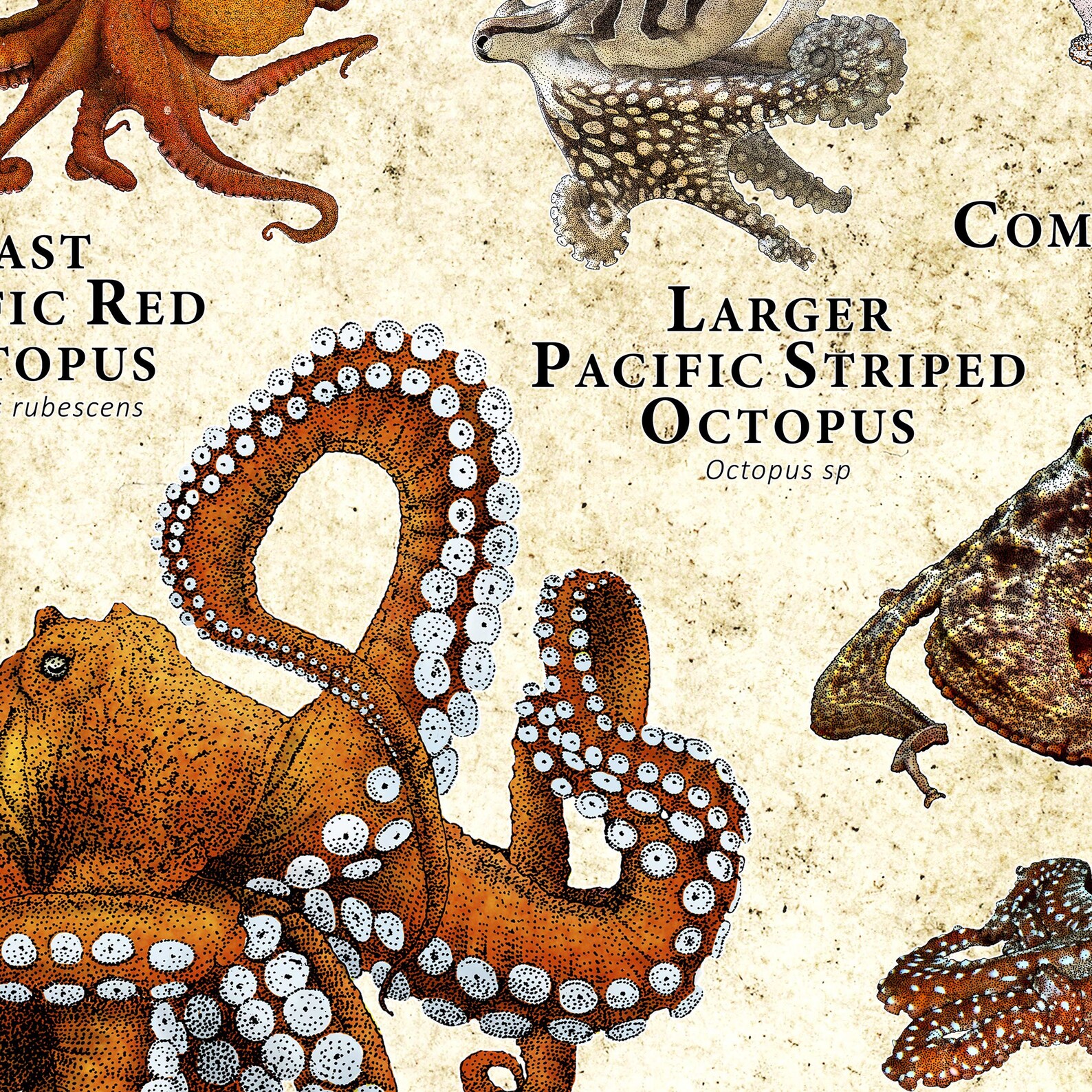 Octopus of the World Poster - Etsy