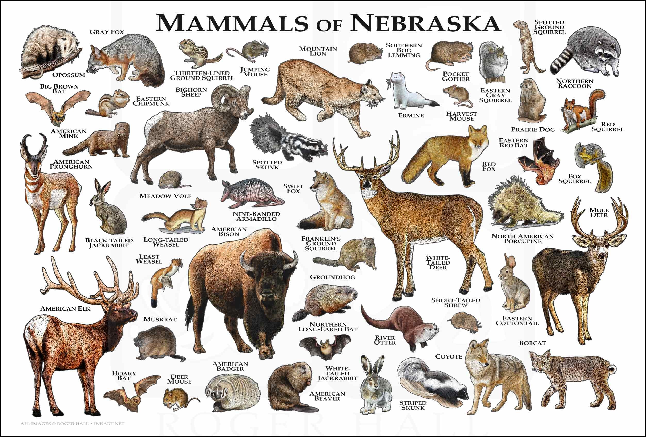 Mammals of Nebraska Poster Print / Nebraska Mammals Field - Etsy