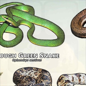 Snakes of Tennessee Poster Print/field Guide - SIGNED BY ARTIST! - Etsy