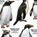 Penguins of the World Print - SIGNED BY ARTIST! - Etsy