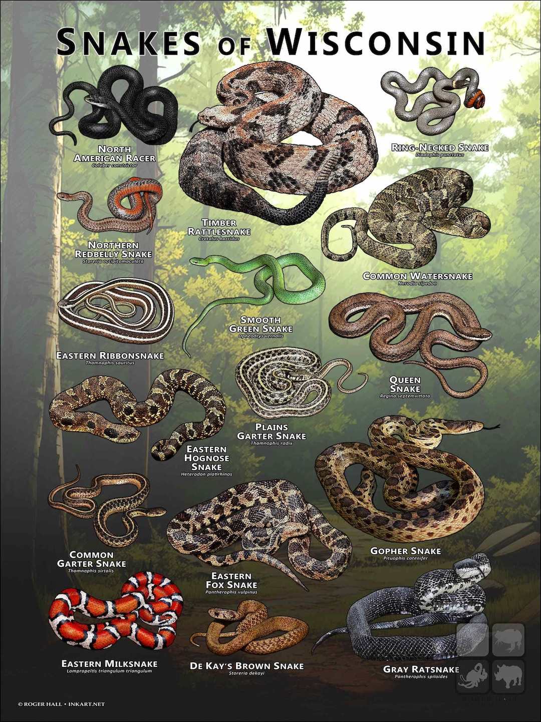 Snakes of Wisconsin Poster Print/field Guide - SIGNED BY ARTIST! - Etsy