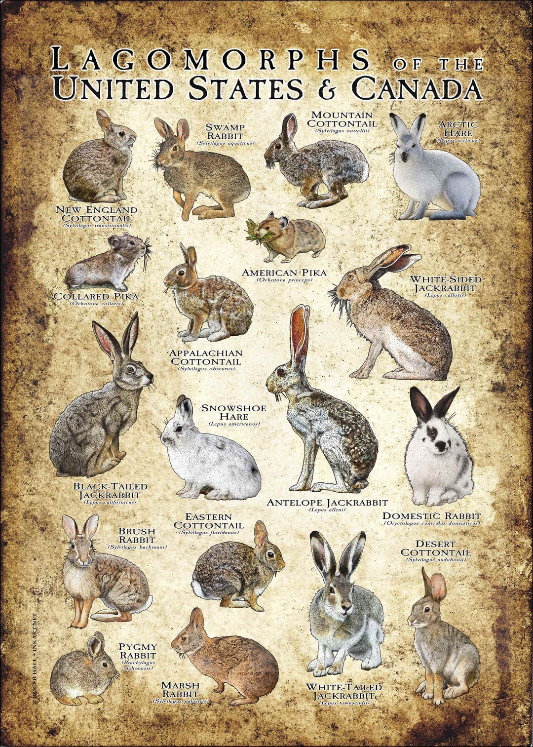 Lagomorphs of the United States and Canada Poster Print - Etsy