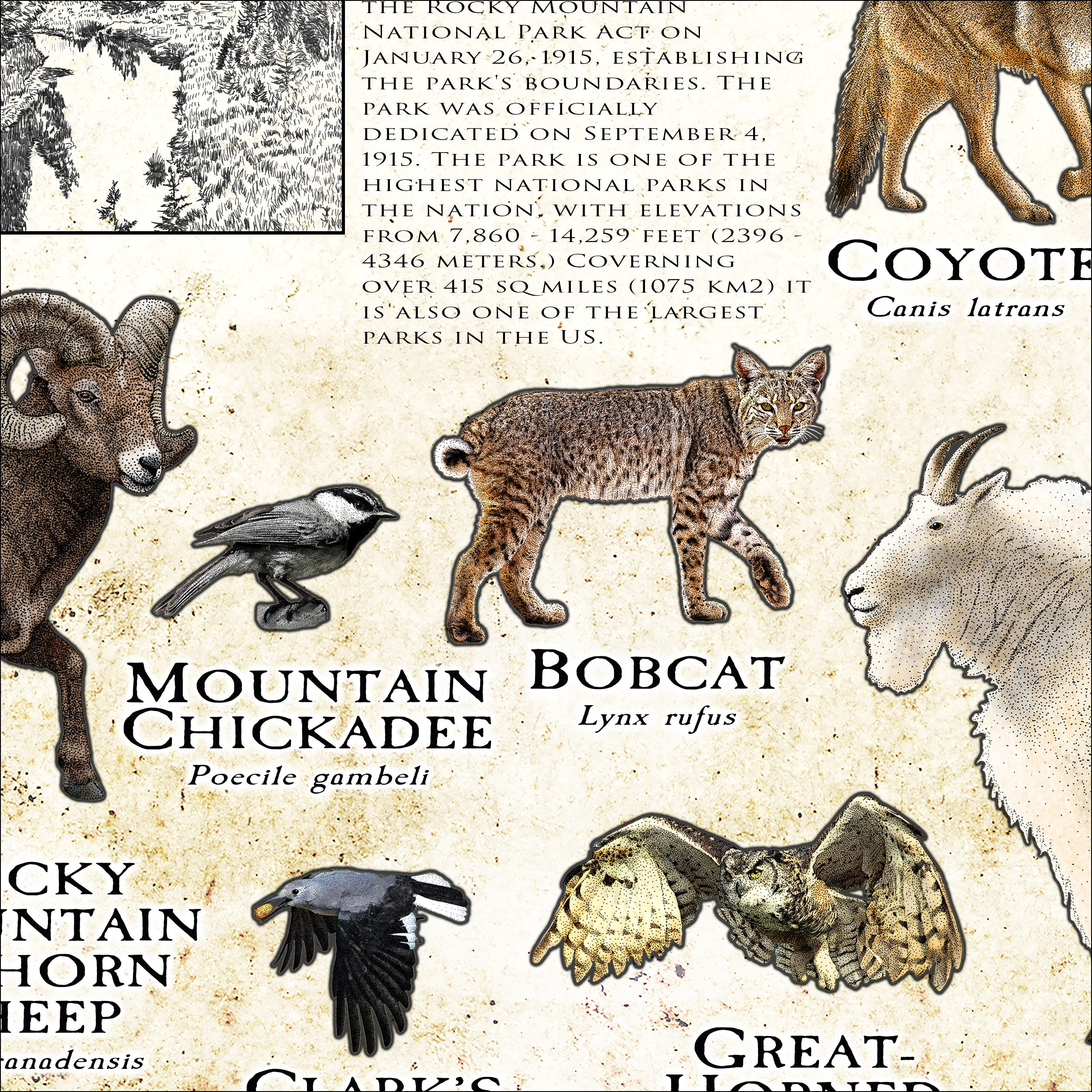 Rocky Mountain National Park Wildlife