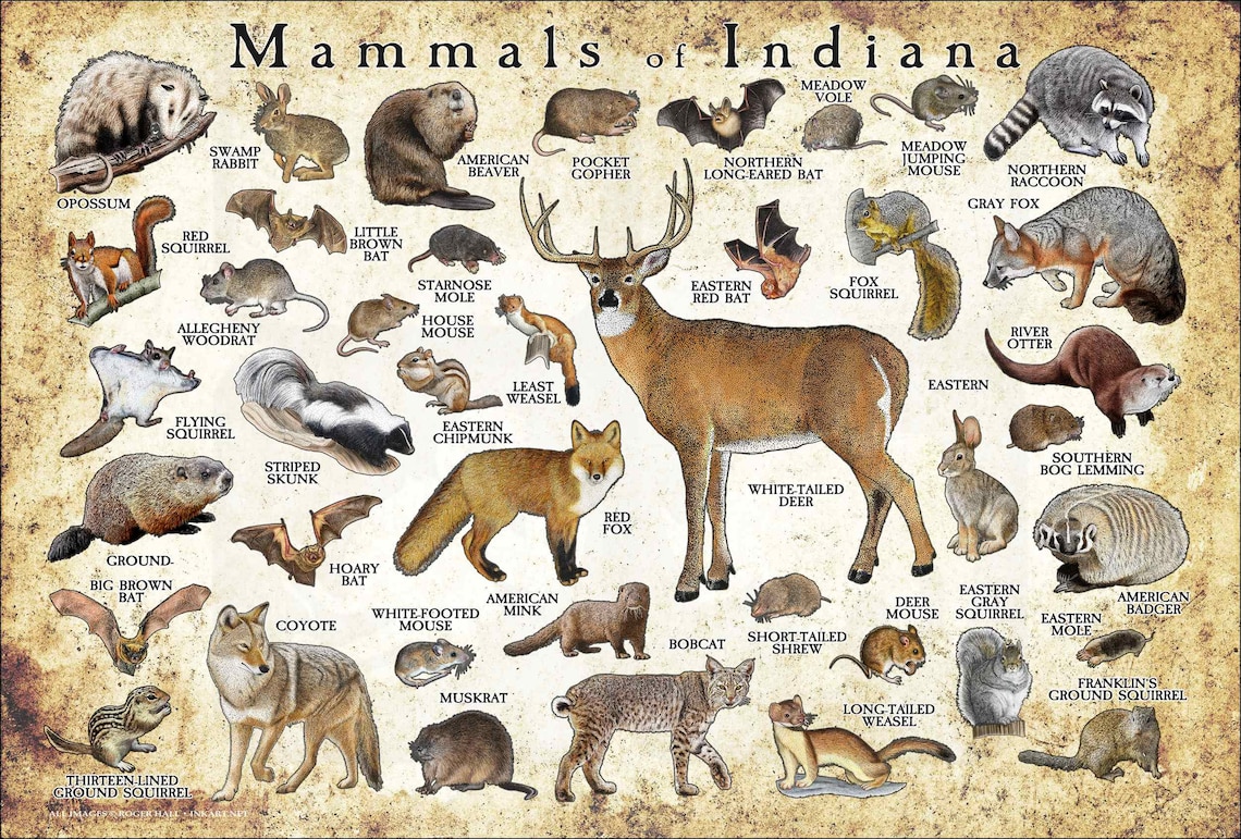 Indiana Mammals Poster Print: Signed Field Guide Art - Etsy