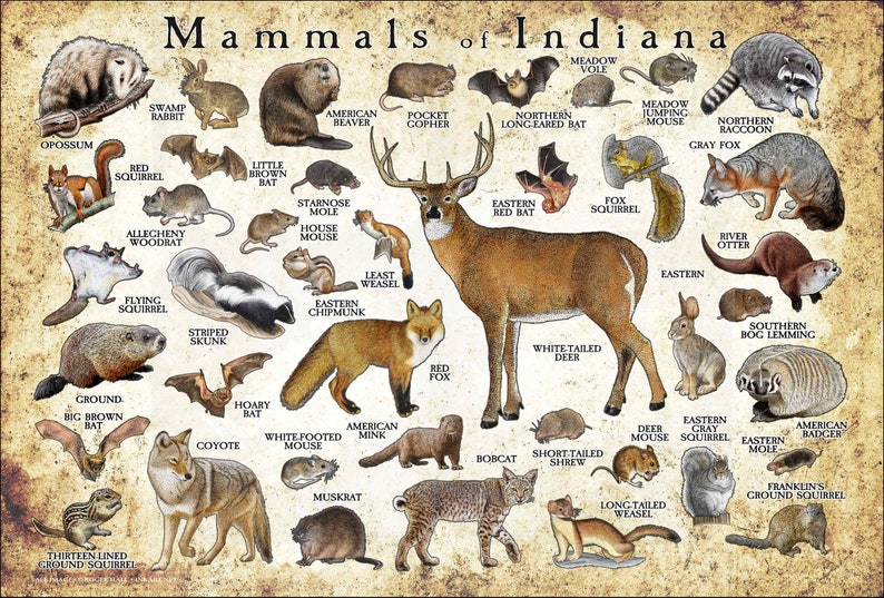 Mammals of Indiana Poster Print / Indiana Mammals Field Guide - Etsy