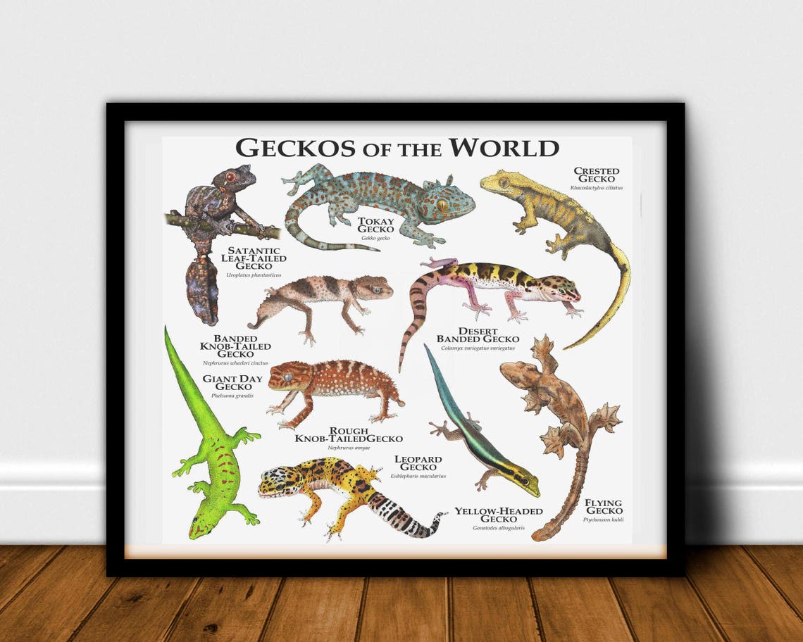Geckos of the World Poster Print | Etsy
