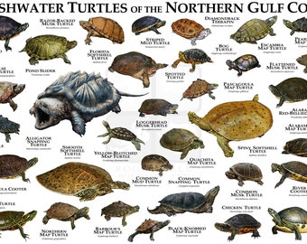 Freshwater Turtles of the Midwest Art Print / Field Guide | Etsy