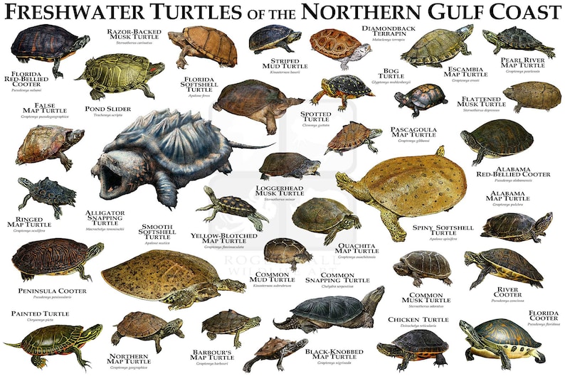 Freshwater Turtles of the Northern Gulf Coast Art Print / | Etsy