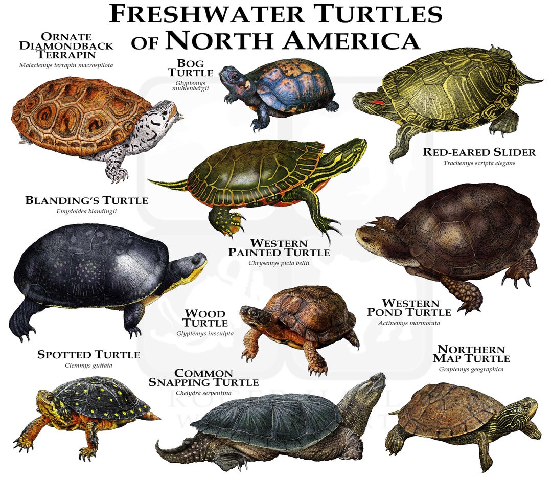 Freshwater Turtles of North America Poster Print - Etsy