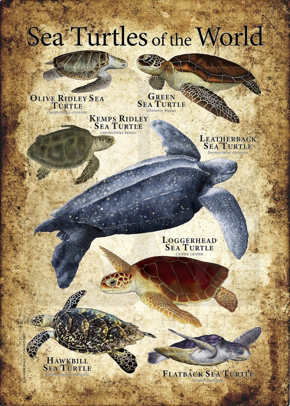 Sea Turtles of the World Poster Print - Etsy India