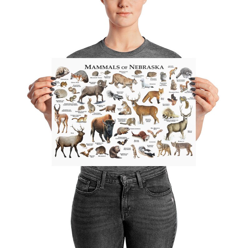 Mammals of Nebraska Poster Print / Nebraska Mammals Field | Etsy