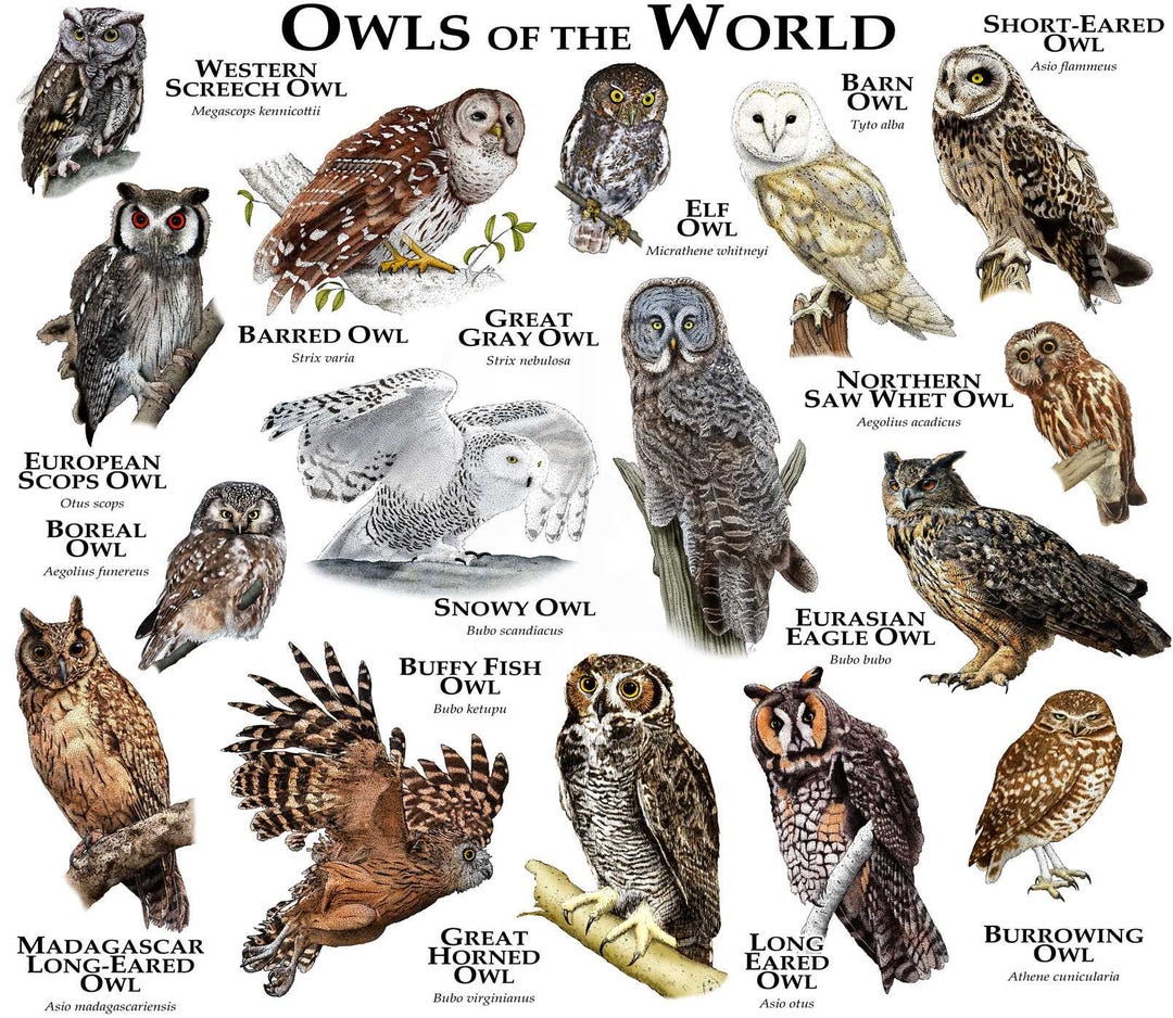Owls of the World Poster Print - SIGNED BY ARTIST! - Etsy