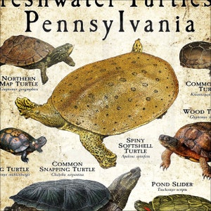 Freshwater Turtles of Pennsylvania Poster Print/field Guide - SIGNED BY ...