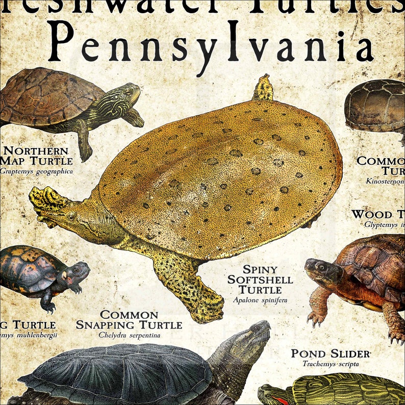 Freshwater Turtles of Pennsylvania Poster Print Field Guide - Etsy